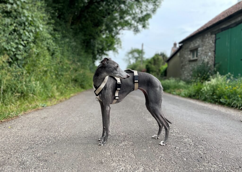 Taupe Triple Strap 2 Point Whippet Greyhound Harness | Italian Lurcher