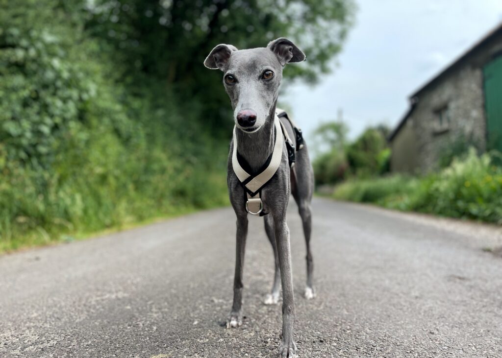 Taupe Triple Strap 2 Point Whippet Greyhound Harness | Italian Lurcher