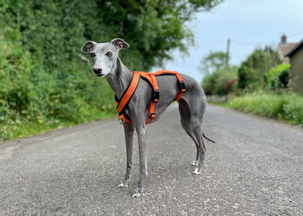 Orange Triple Strap 2 Point Whippet Greyhound Harness | Italian Lurcher