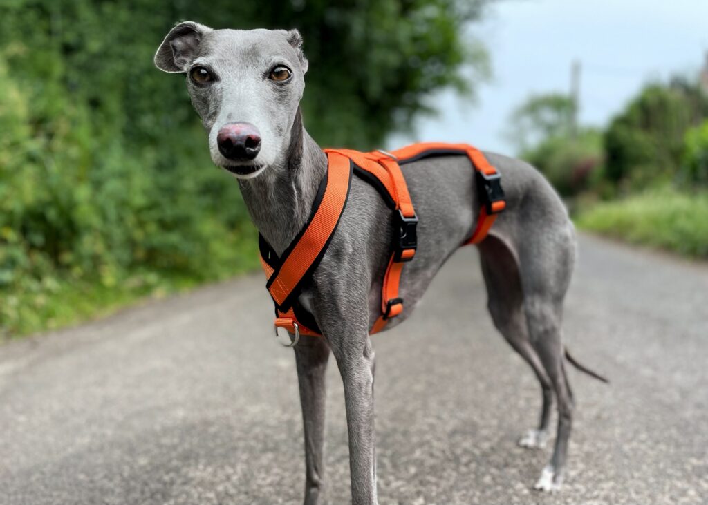 Orange Triple Strap 2 Point Whippet Greyhound Harness | Italian Lurcher