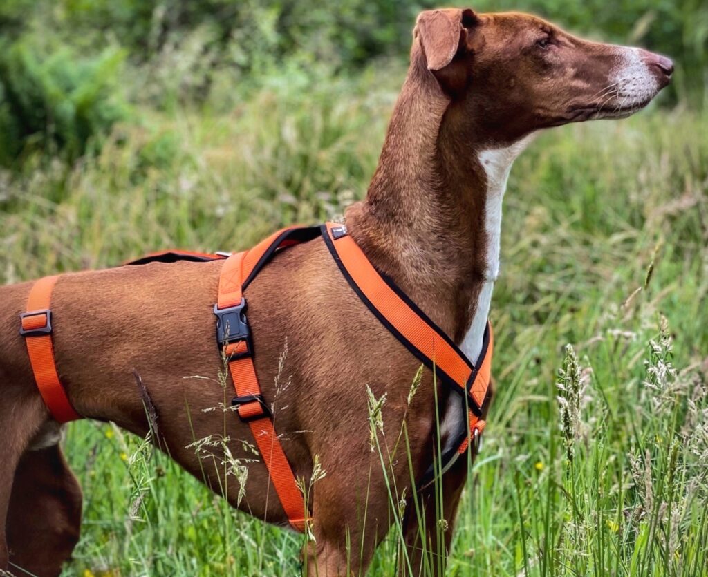 Orange Triple Strap 2 Point Whippet Greyhound Harness | Italian Lurcher
