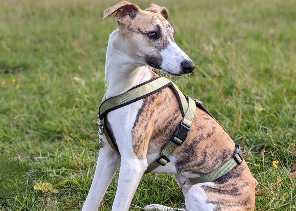 Olive Triple Strap 2 Point Whippet Greyhound Harness | Italian Lurcher