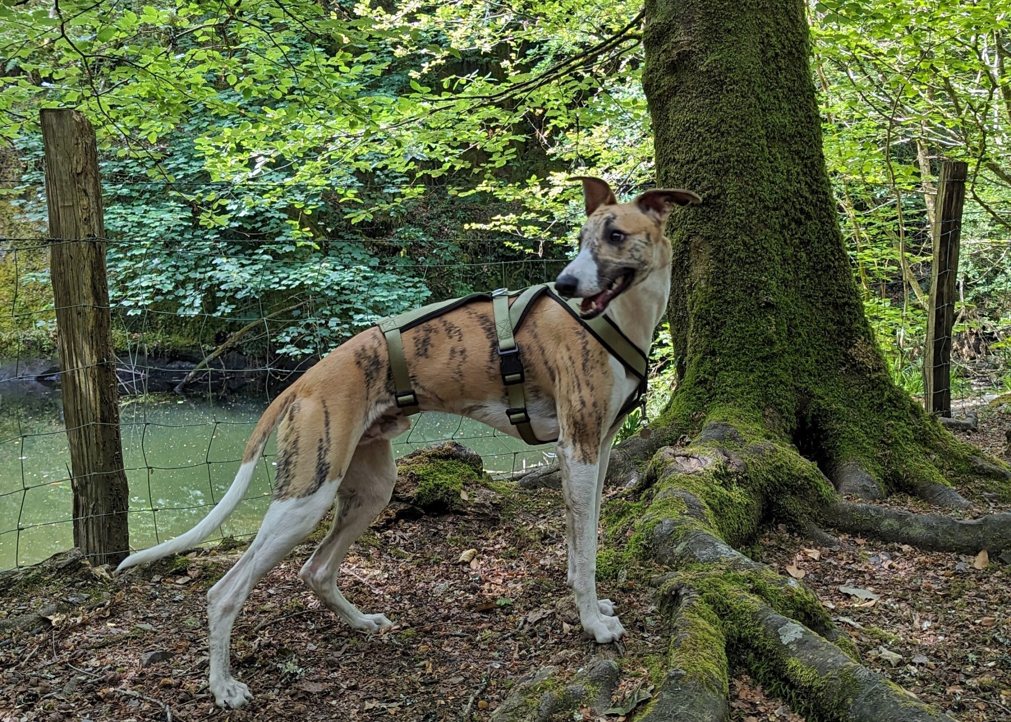 Olive Triple Strap 2 Point Whippet Greyhound Harness | Italian Lurcher