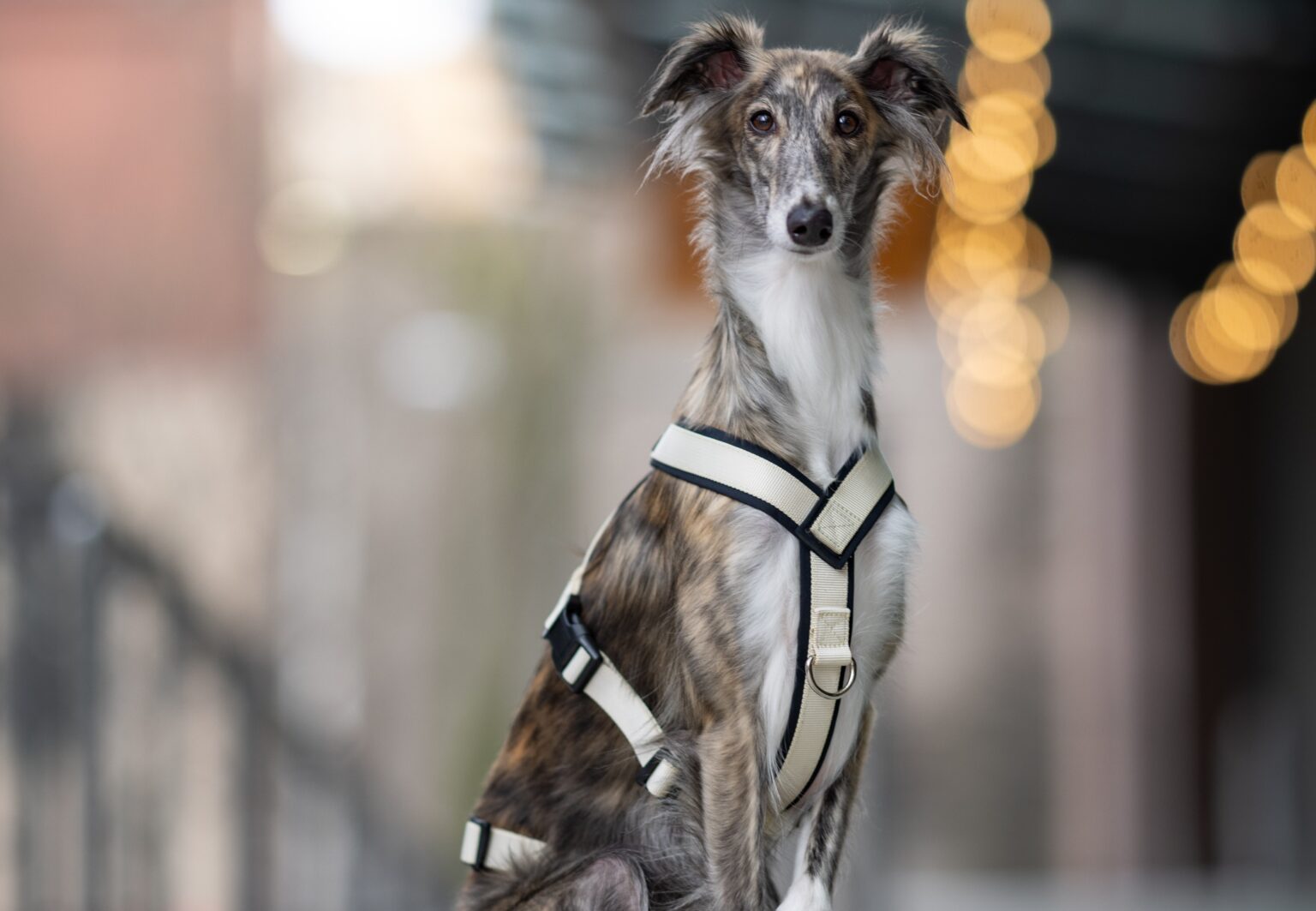 Taupe Triple Strap 2 Point Whippet Greyhound Harness | Italian Lurcher