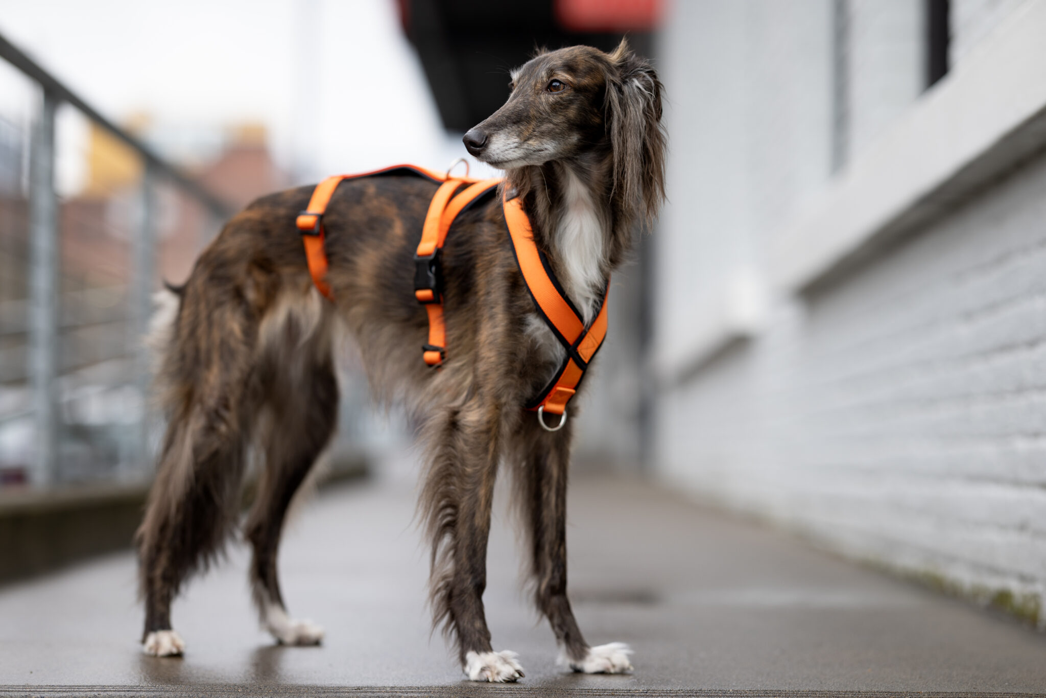 Orange Triple Strap 2 Point Whippet Greyhound Harness | Italian Lurcher