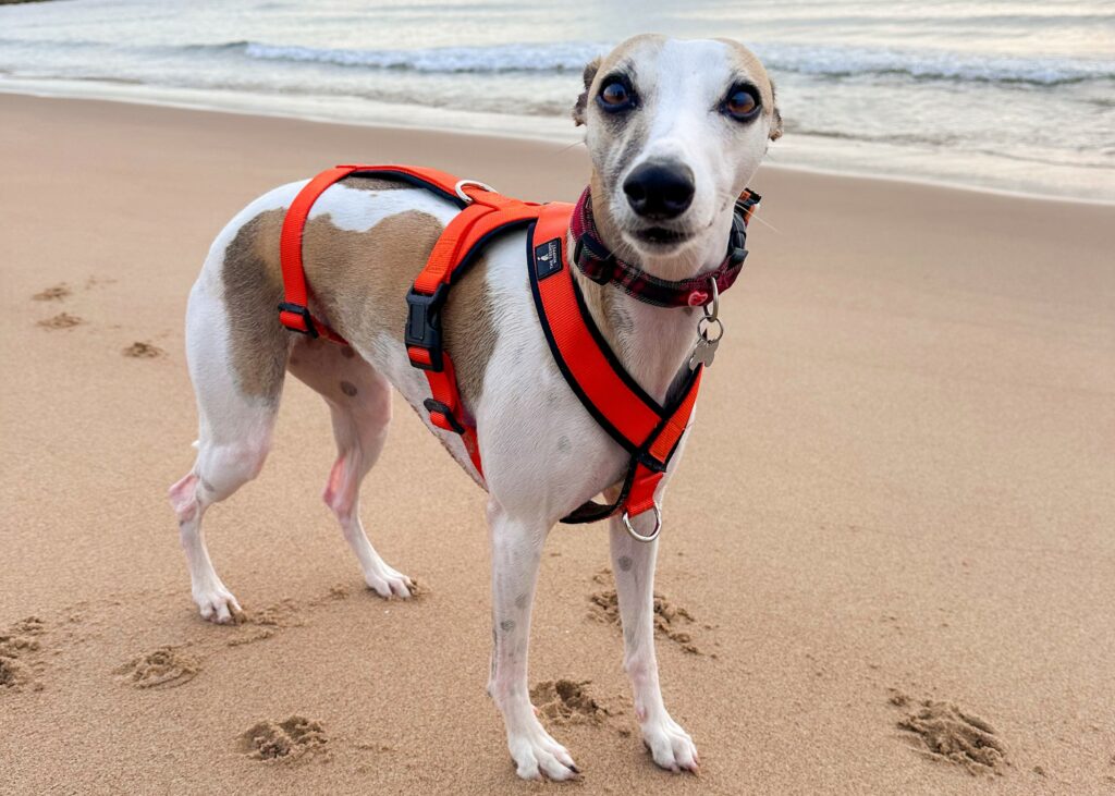 Orange Triple Strap 2 Point Whippet Greyhound Harness | Italian Lurcher