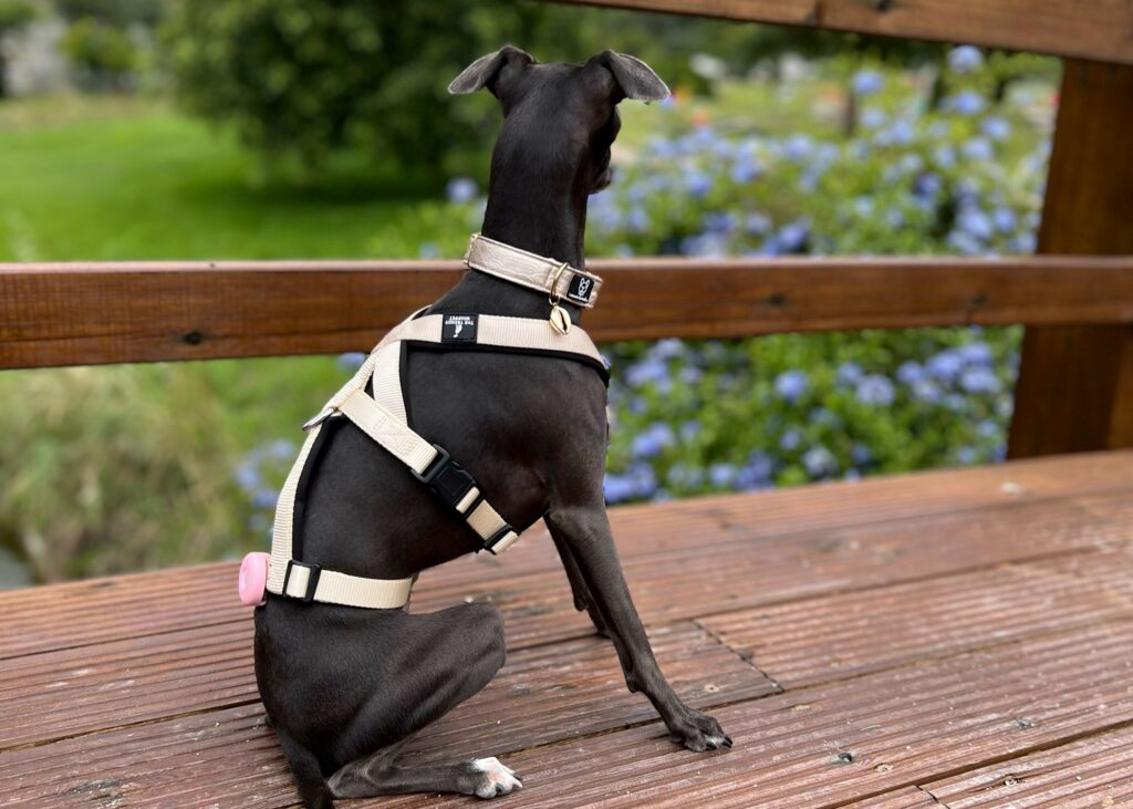Taupe Triple Strap 2 Point Whippet Greyhound Harness | Italian Lurcher