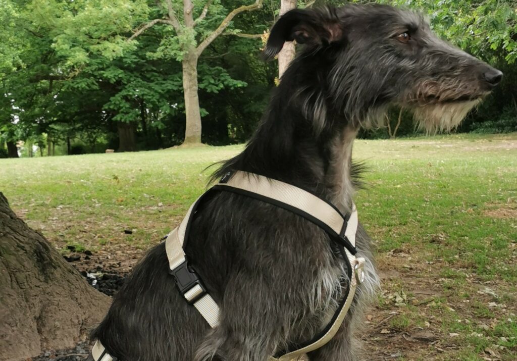 Taupe Triple Strap 2 Point Whippet Greyhound Harness | Italian Lurcher