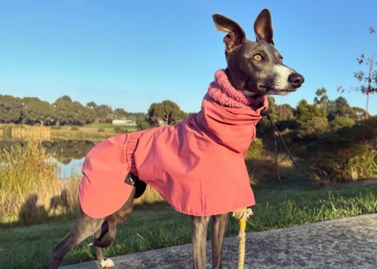 Pink Rain Mac for Whippets & Greyhounds | The Trendy Whippet