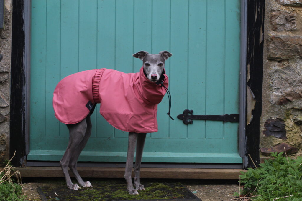 Pink Rain Mac for Whippets & Greyhounds | The Trendy Whippet