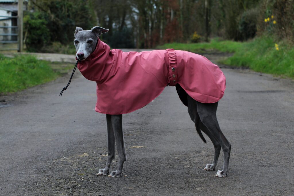 Pink Rain Mac for Whippets & Greyhounds | The Trendy Whippet