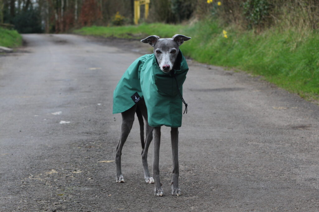 Green Whippet & Greyhound Rain Mac | The Trendy Whippet