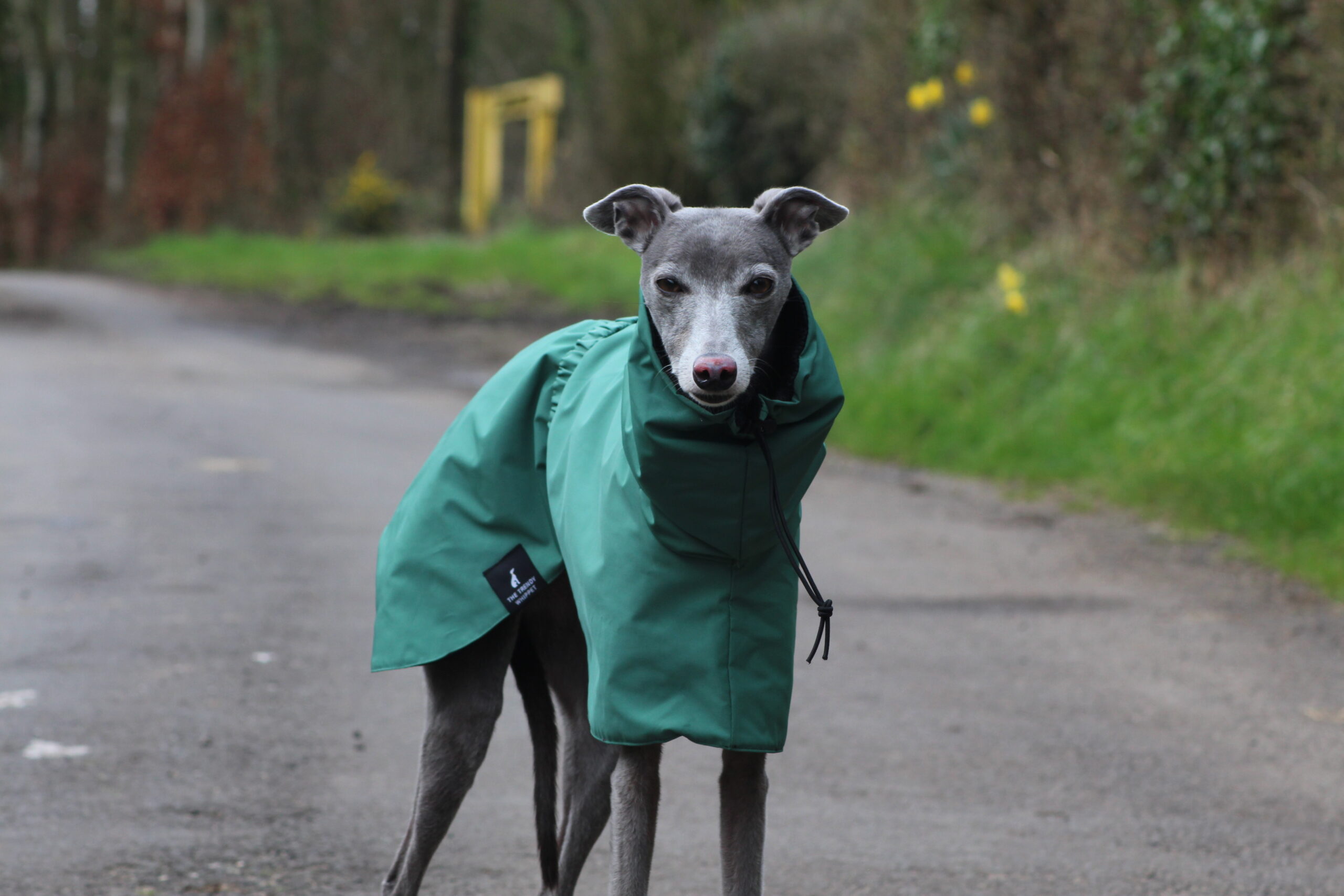 Green Rain Mac Coat for Whippet Greyhound | Lurcher