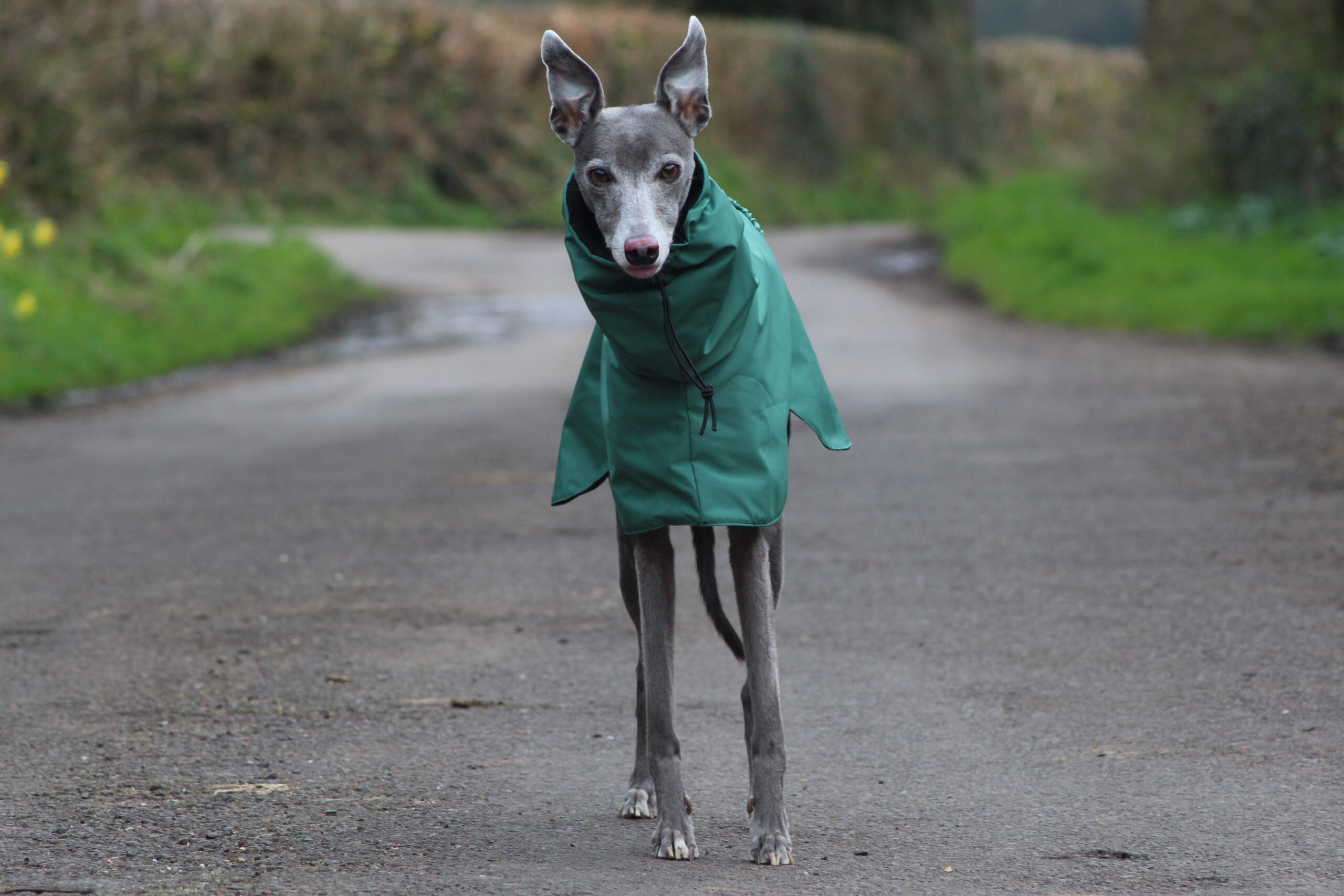 Green Rain Mac Coat for Whippet Greyhound | Lurcher