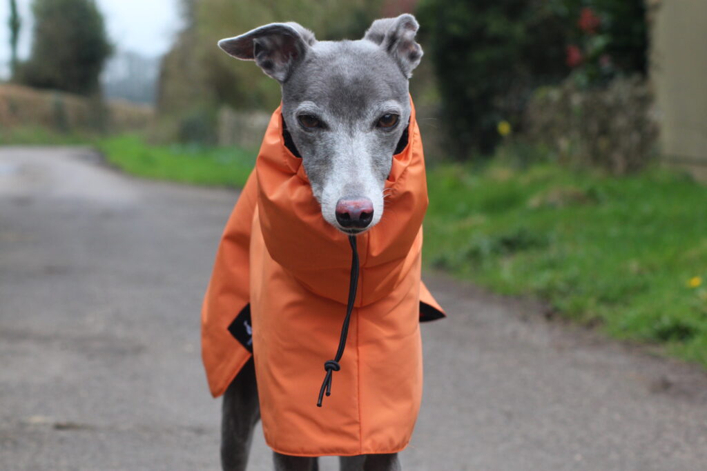 Orange Rain Mac for Whippet & Greyhound | The Trendy Whippet