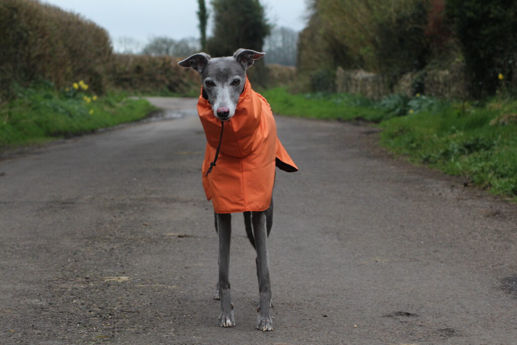Orange Rain Mac for Whippet & Greyhound | The Trendy Whippet