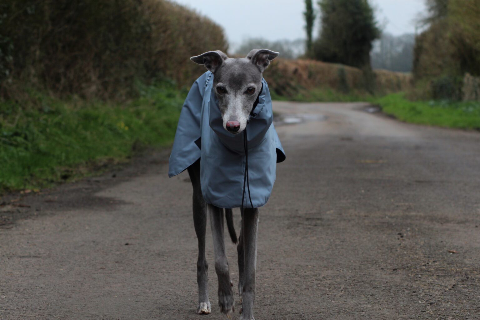 Grey Rain Mac for Whippets & Greyhounds | The Trendy Whippet