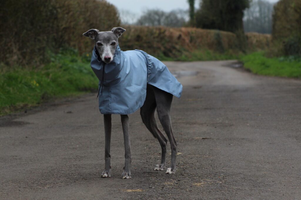 Grey Rain Mac for Whippets & Greyhounds | The Trendy Whippet