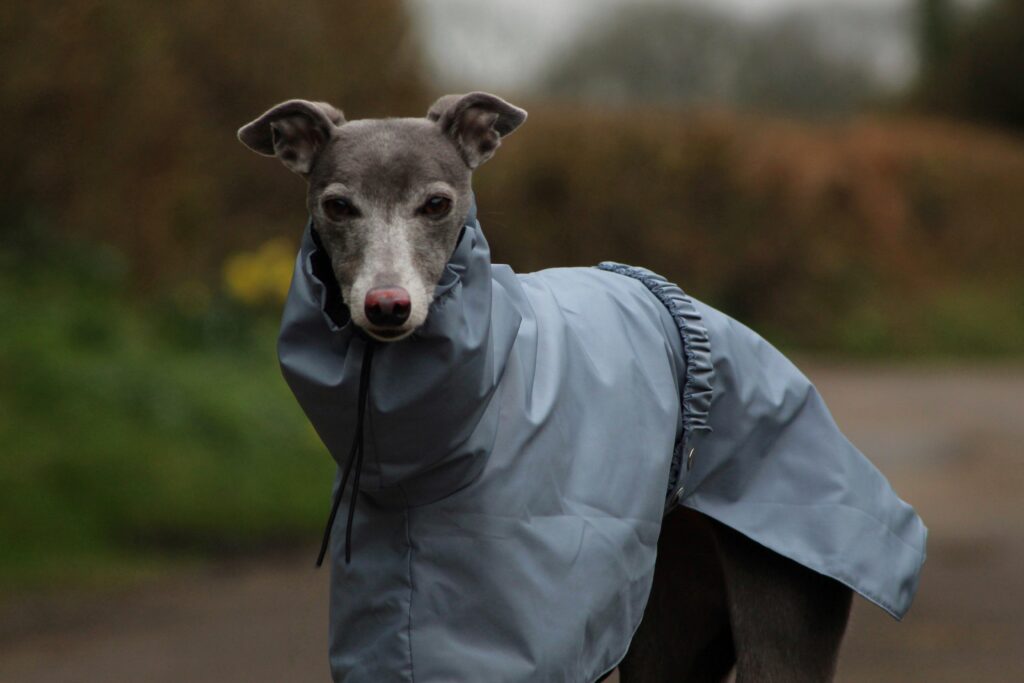 Grey Rain Mac for Whippets & Greyhounds | The Trendy Whippet