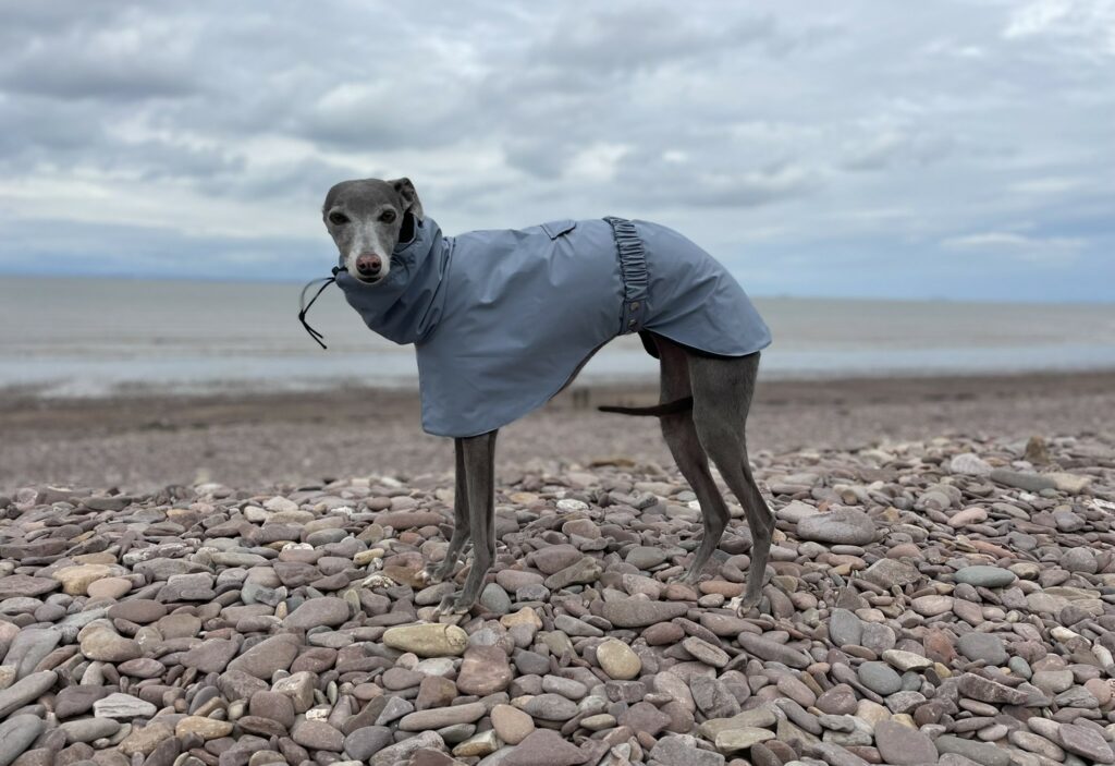 Grey Rain Mac for Whippets & Greyhounds | The Trendy Whippet