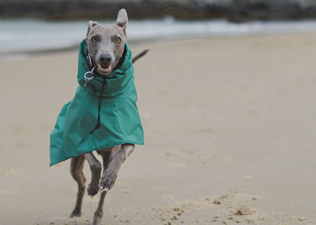 Green Whippet & Greyhound Rain Mac | The Trendy Whippet