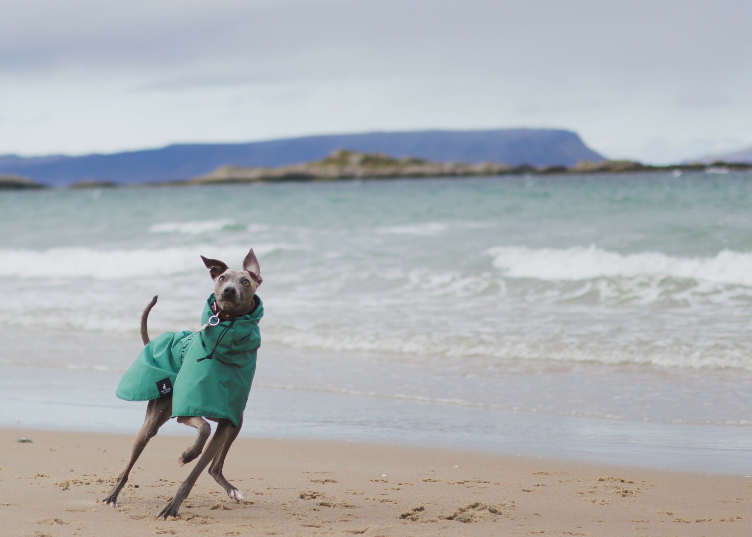 Green Whippet & Greyhound Rain Mac | The Trendy Whippet