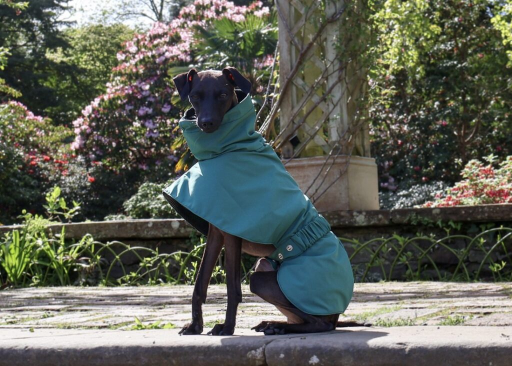 Green Whippet & Greyhound Rain Mac | The Trendy Whippet