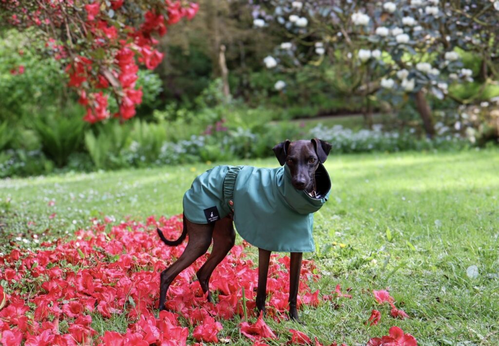 Green Whippet & Greyhound Rain Mac | The Trendy Whippet