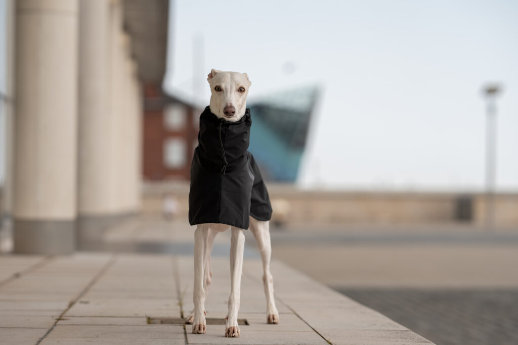 Black Waterproof Whippet Rain Mac Coat | The Trendy Whippet