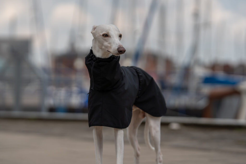 Black Waterproof Whippet Rain Mac Coat | The Trendy Whippet