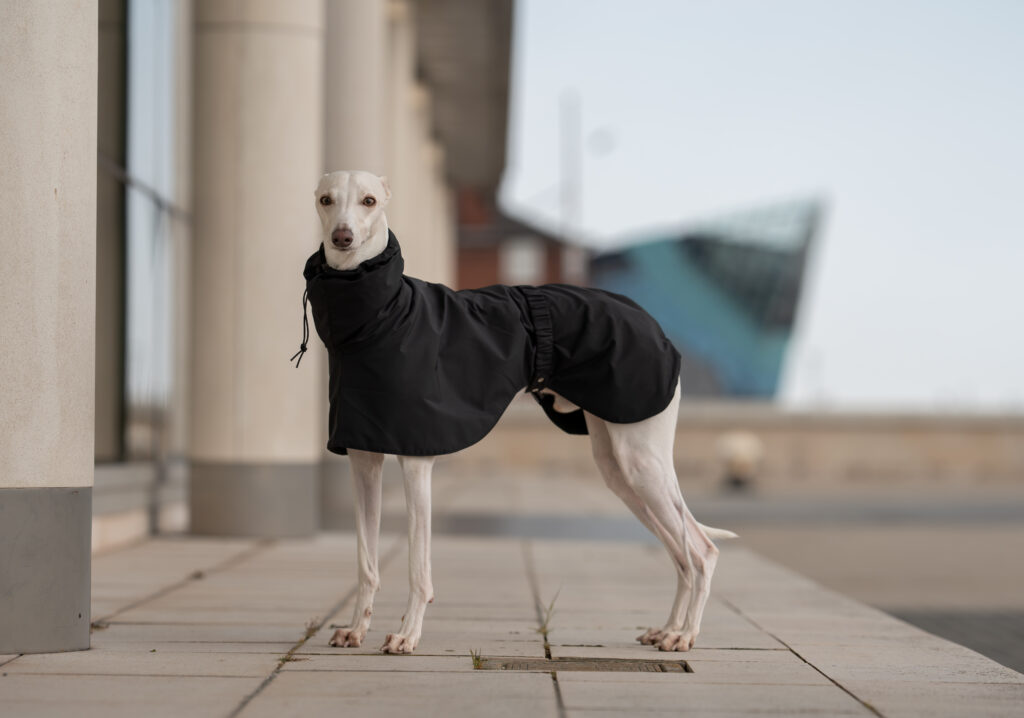 Black Waterproof Whippet Rain Mac Coat | The Trendy Whippet