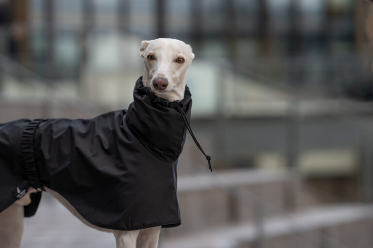 Black Waterproof Whippet Rain Mac Coat | The Trendy Whippet