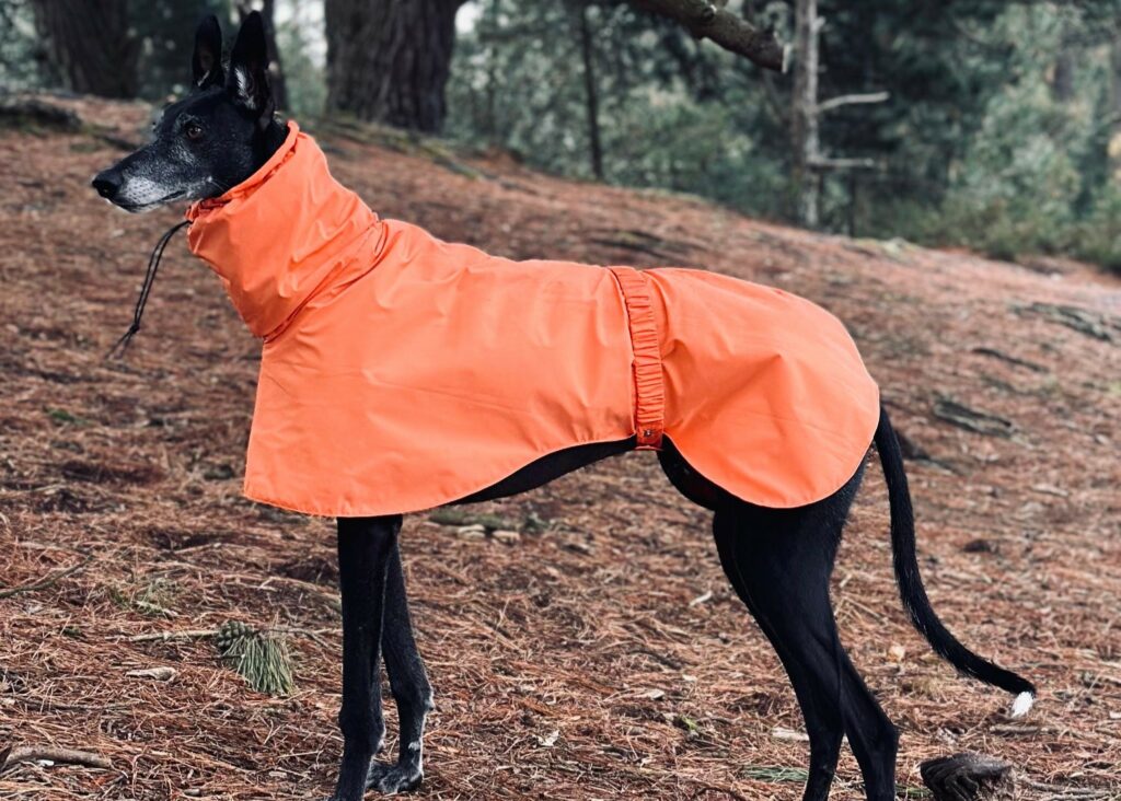Orange Rain Mac for Whippet & Greyhound | The Trendy Whippet