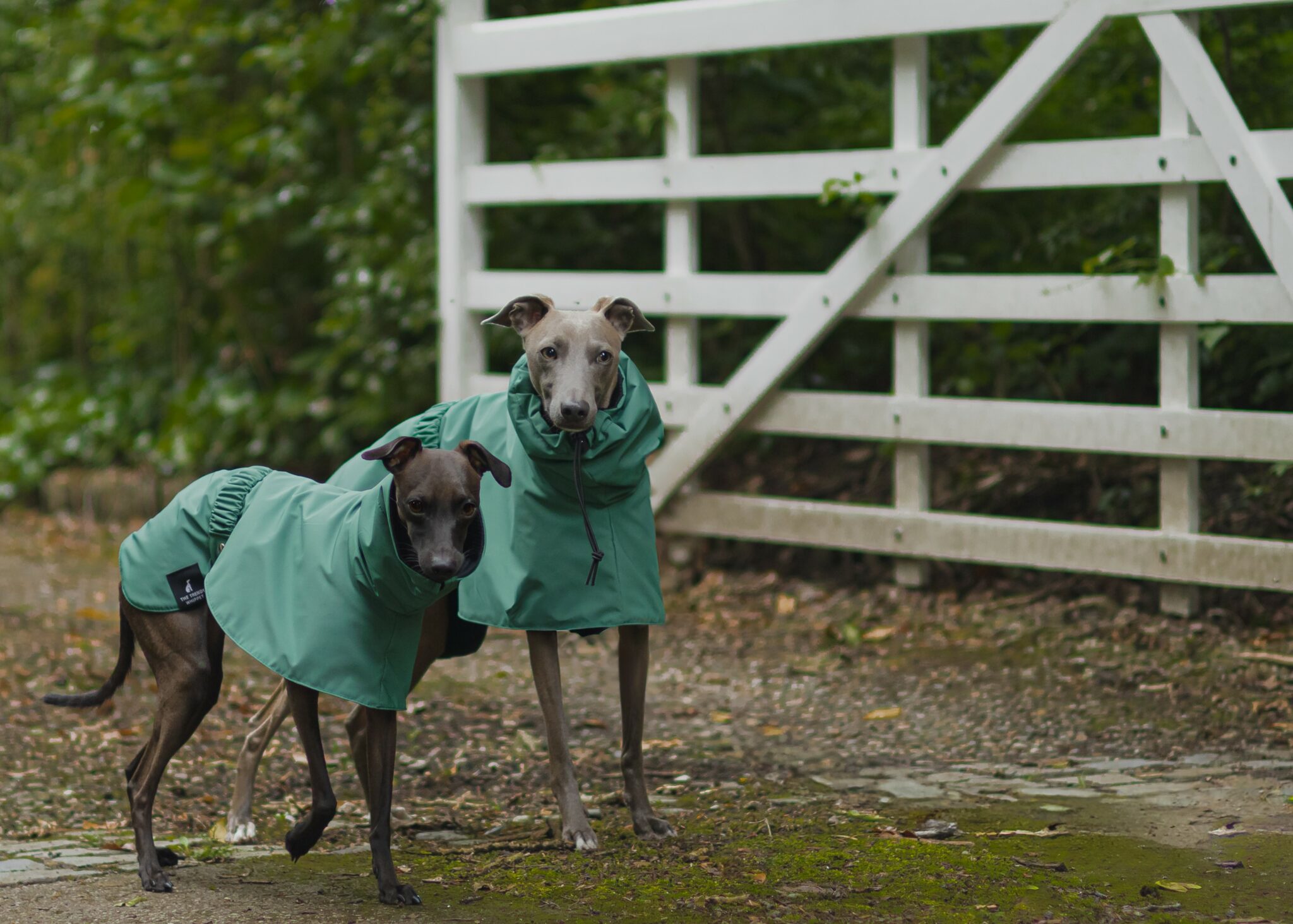 Green Whippet & Greyhound Rain Mac | The Trendy Whippet