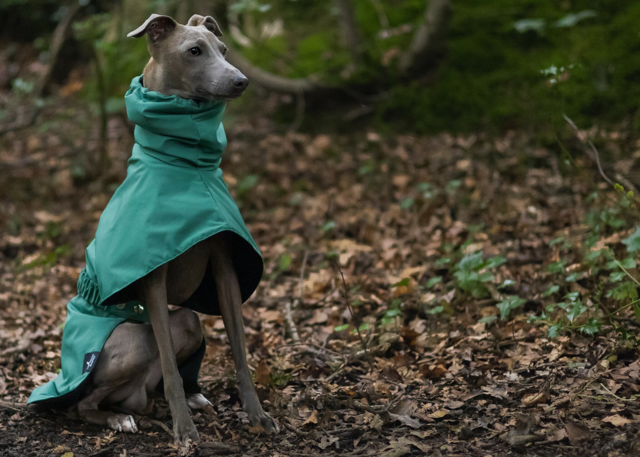 Green Whippet & Greyhound Rain Mac | The Trendy Whippet