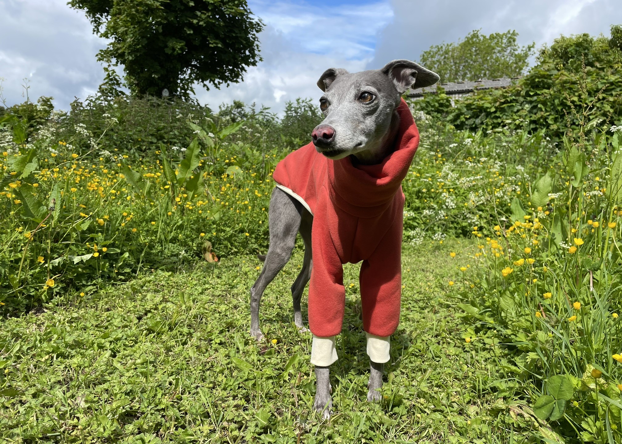 Rust & Cream Fleece Cuff Whippet Greyhound Jumper | Italian Lurcher