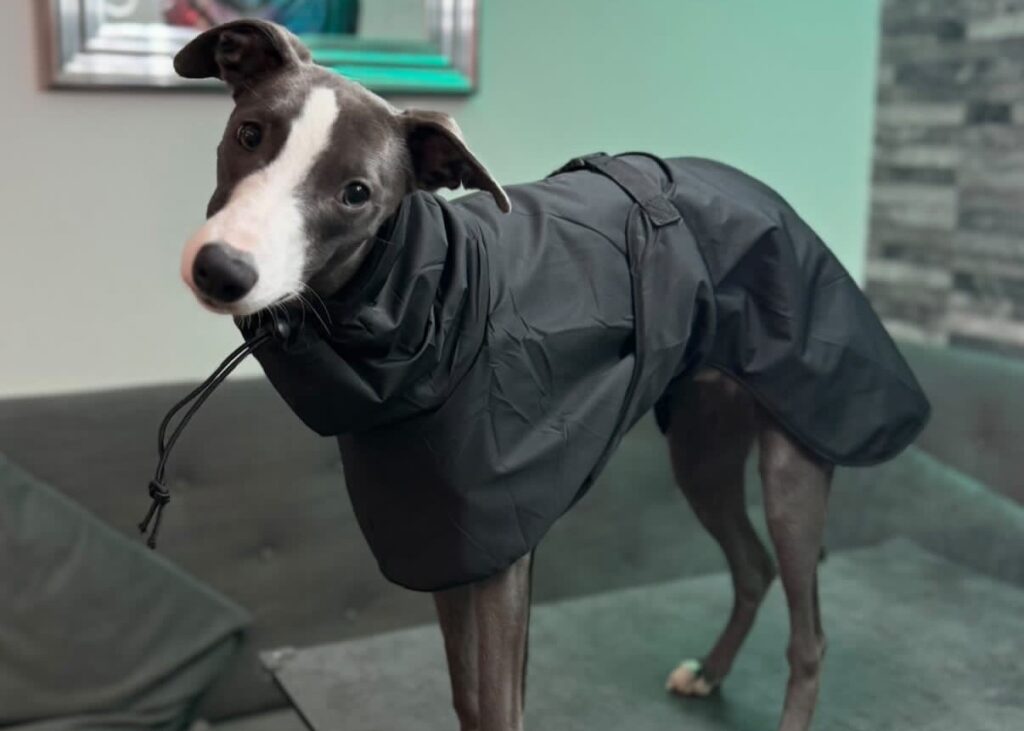 Black Whippet Greyhound Winter Coat | The Trendy Whippet