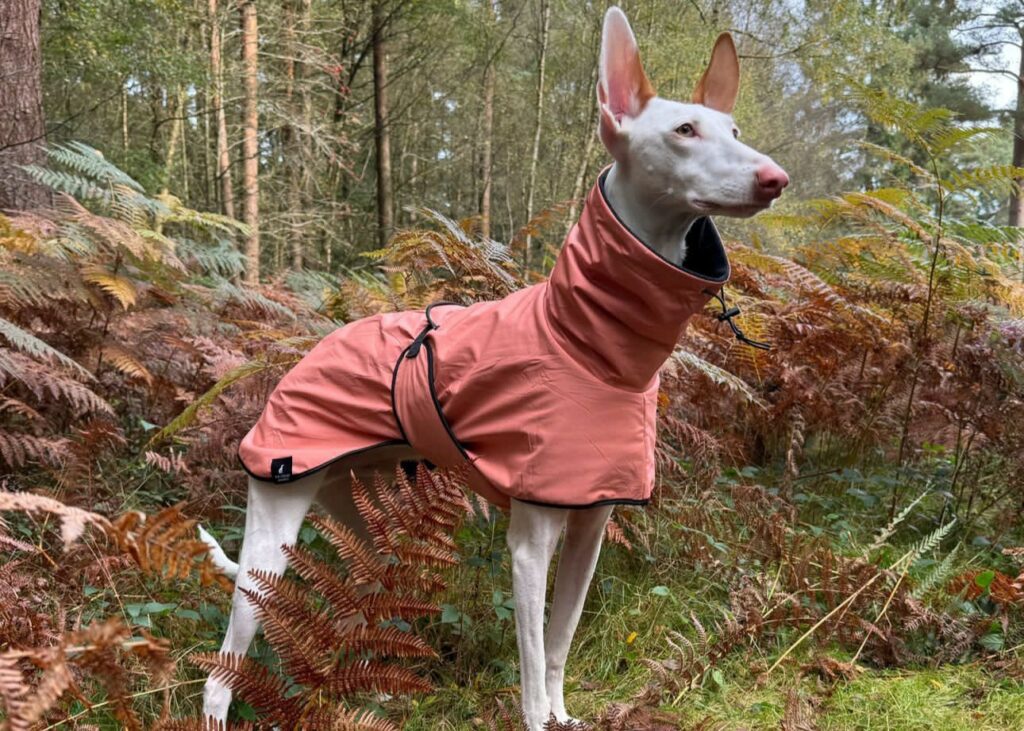 Peach Waterproof Winter Coat | Whippet Italian Greyhound Lurcher