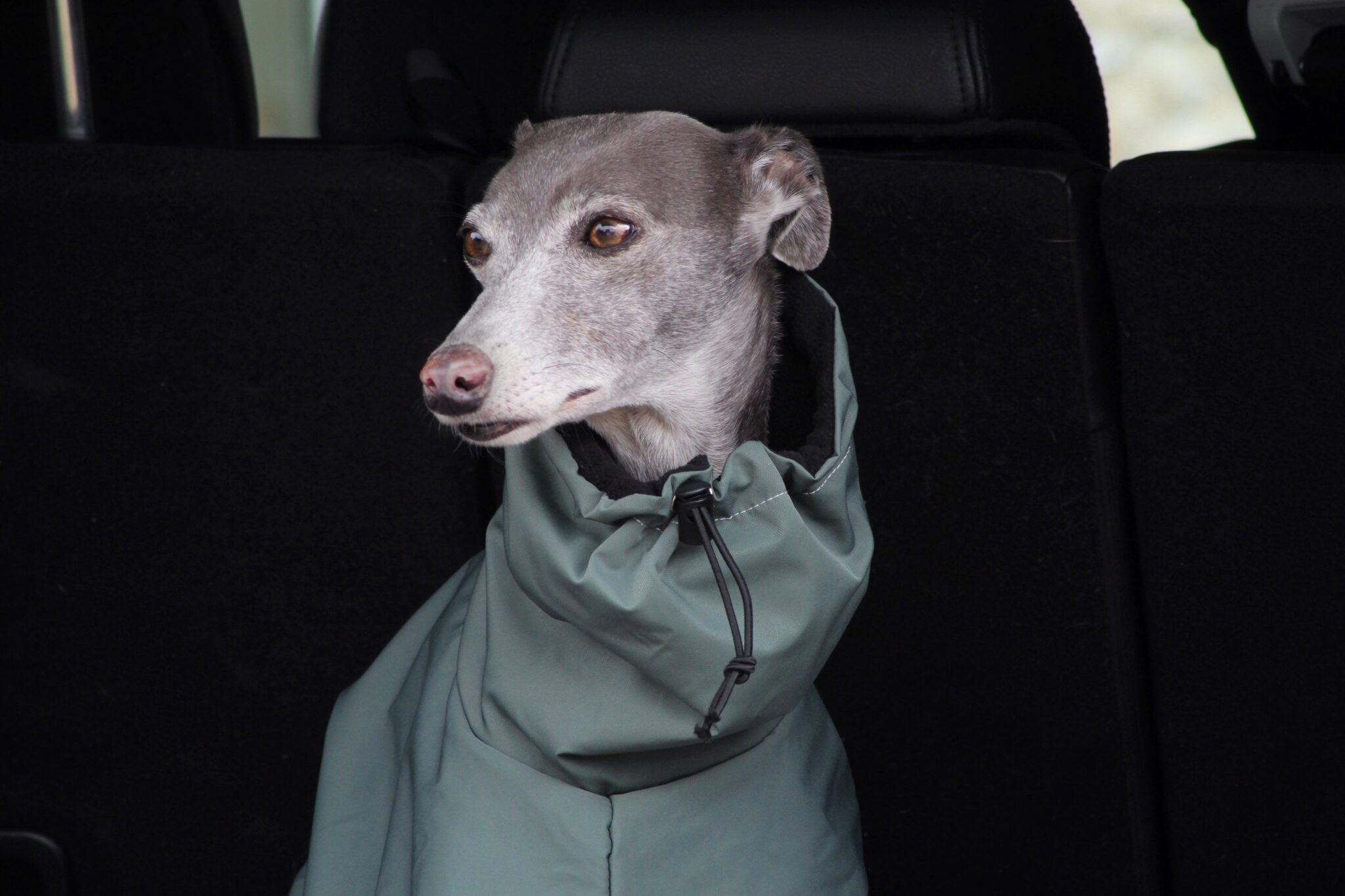 Khaki Whippet Greyhound Winter Coat | The Trendy Whippet